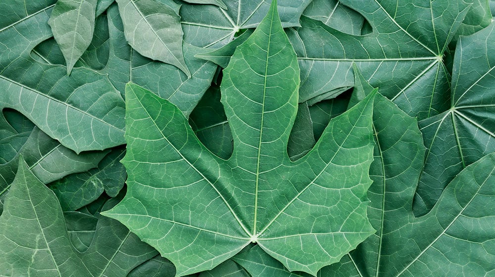 La Chaya: Herencia mesoamericana, sus usos y beneficios.